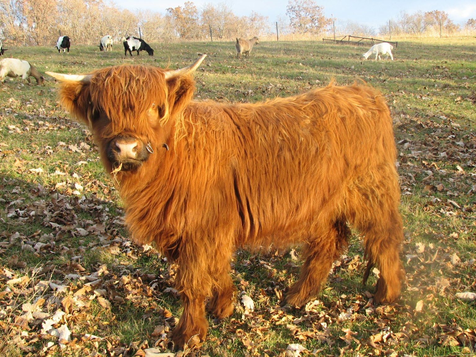 Mini Highland Cow: Cost, Care & Where to Buy